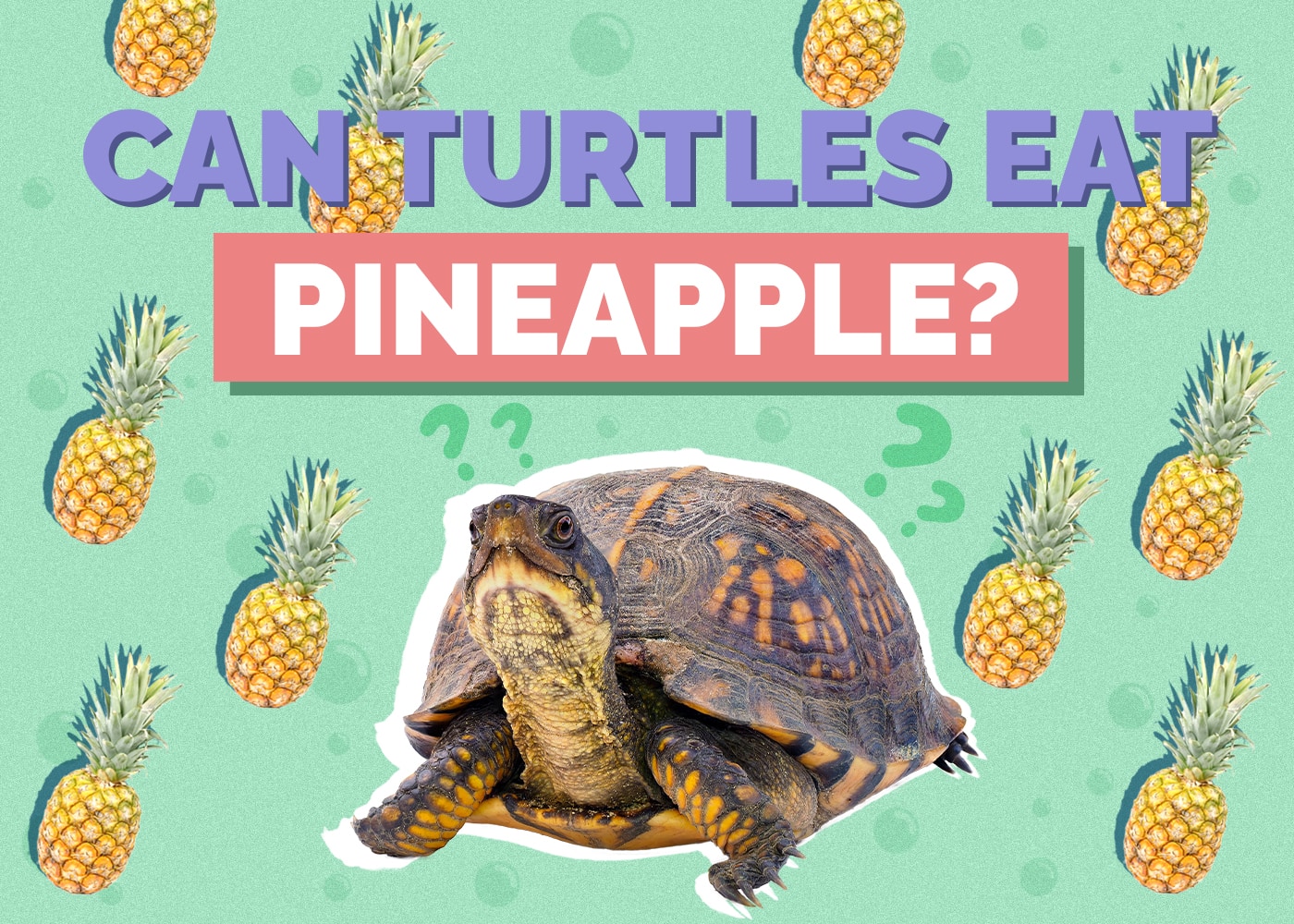 What Do Turtles Eat? Vet Approved Nutrition Guide | Hepper Pet Resources
