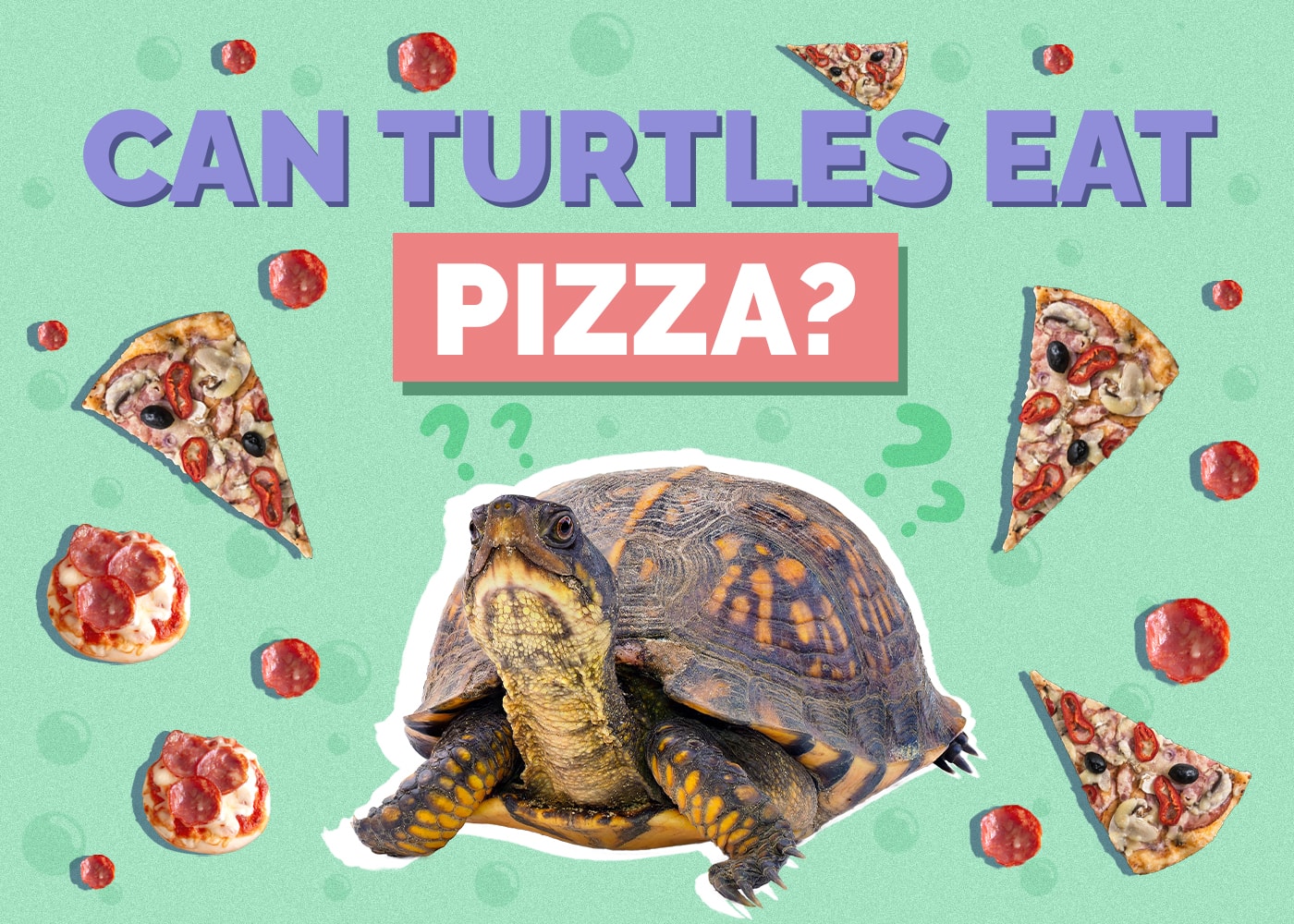 Can Turtles Eat Pizza? Vet Reviewed Nutritional Science & Safety Guide ...