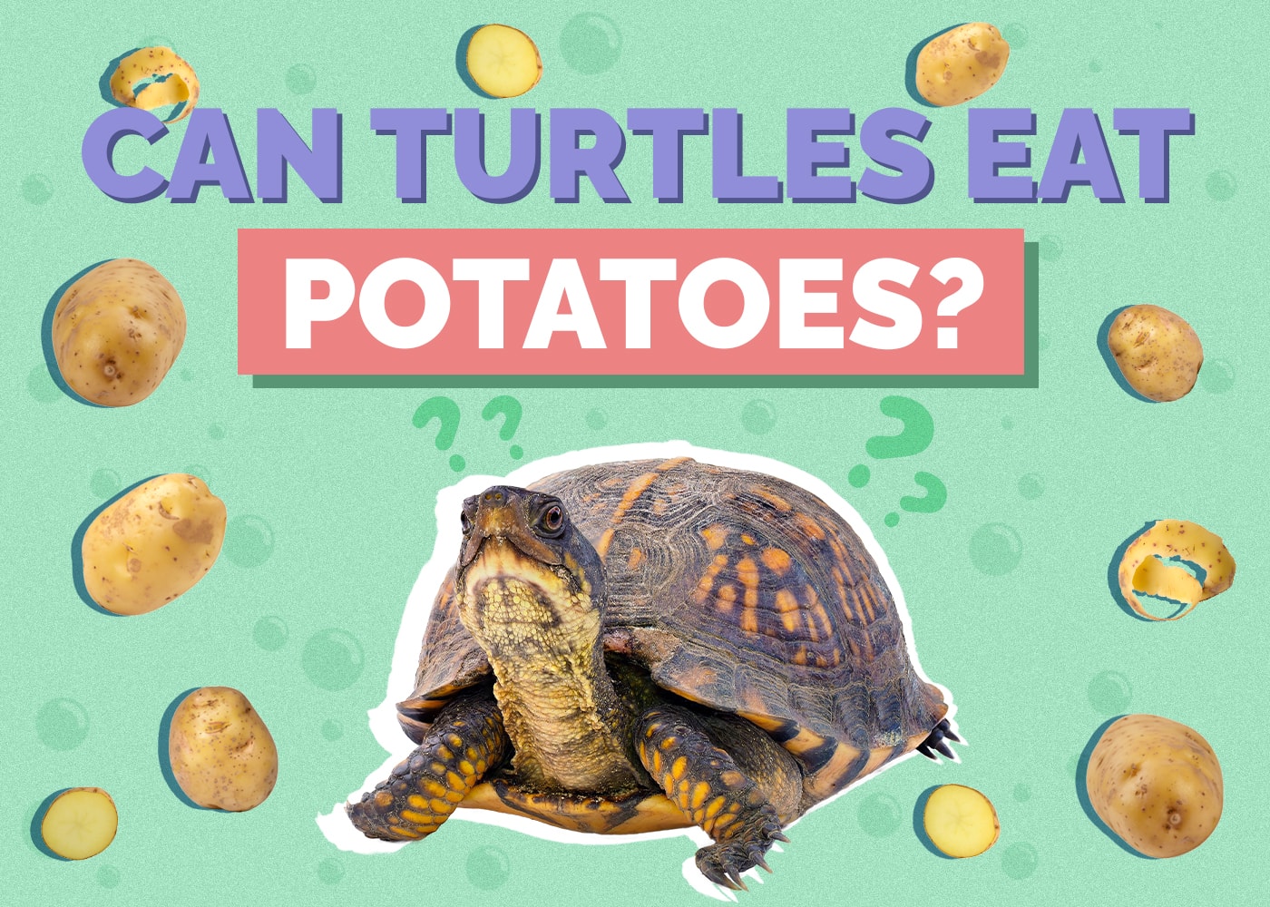 Can Turtles Eat Potatoes? Vet Approved Nutrition Facts and FAQ | Hepper ...