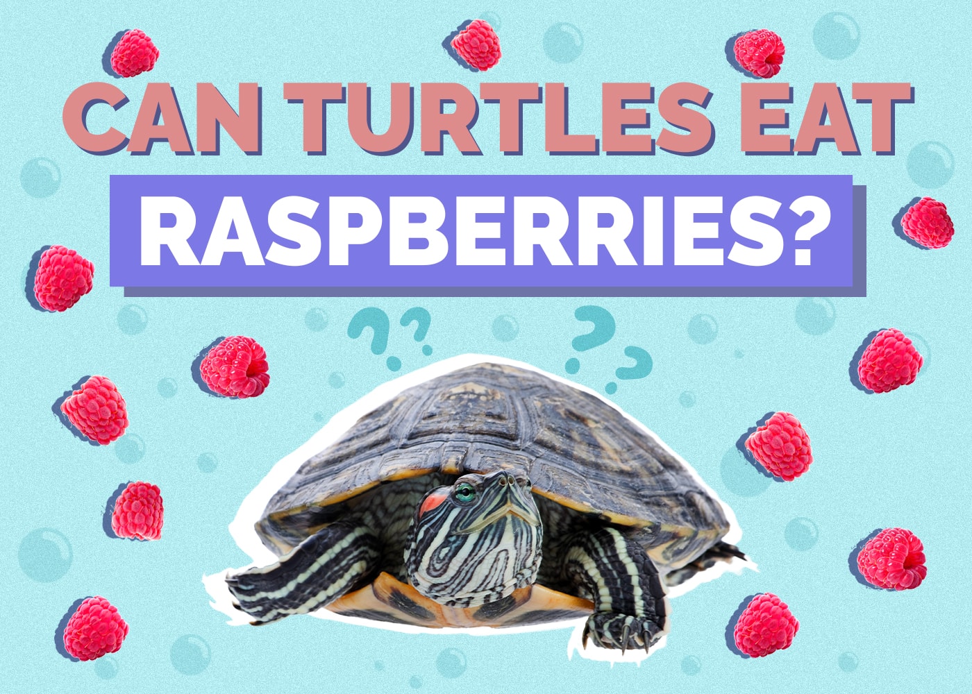Can Turtles Eat Tomatoes? Vet-Reviewed Nutrition Facts & FAQ | Hepper Pet Resources