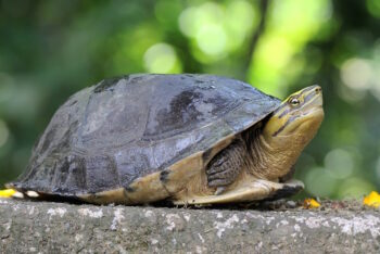 Why Do Turtles Have Shells? Vet-Reviewed Facts & Biological Purpose ...