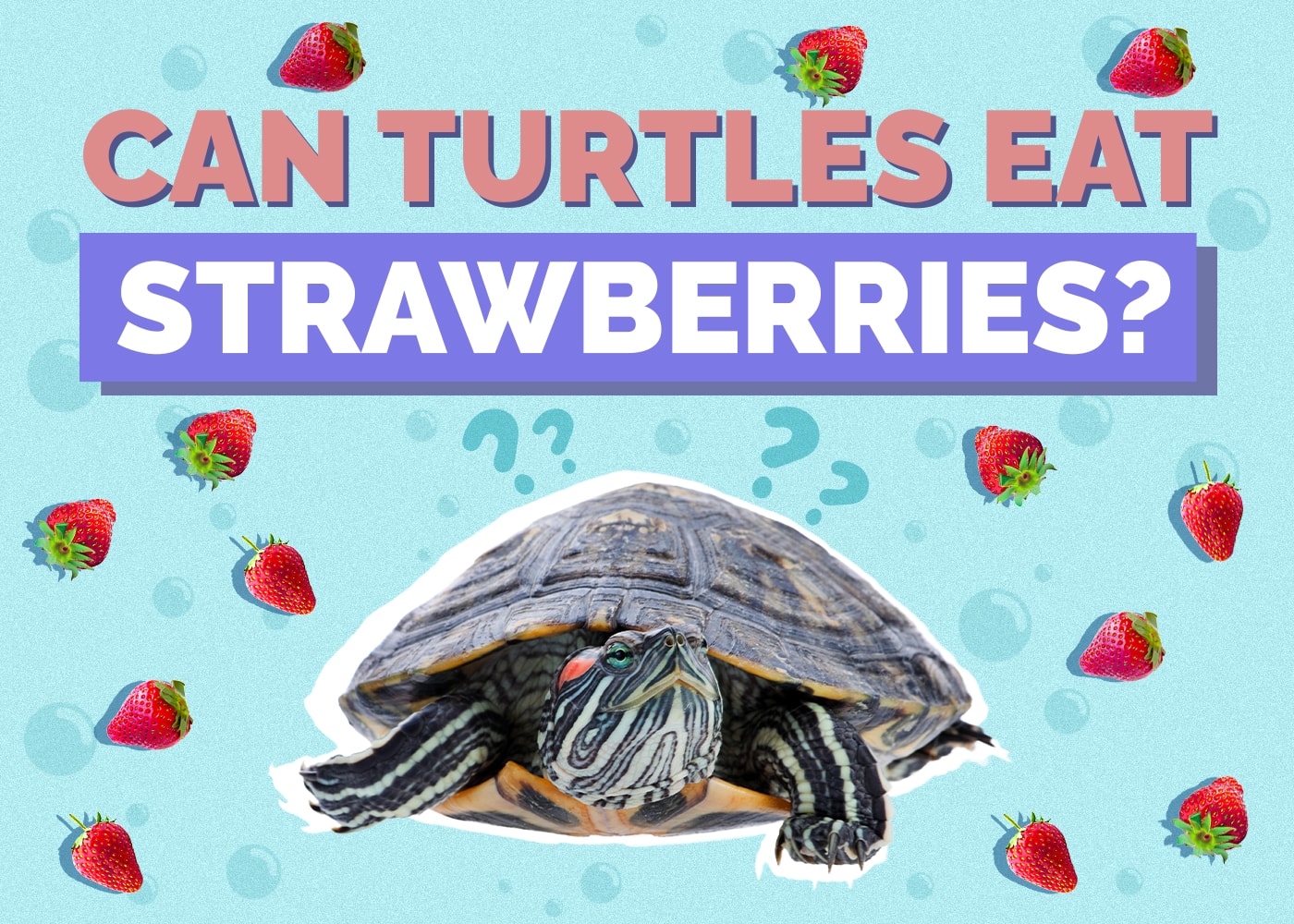 Can Turtles Eat Strawberries? Nutrition Facts & FAQ | Hepper Pet Resources