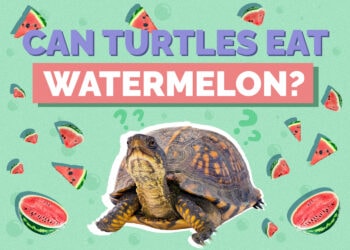 Can Turtles Eat Watermelon? Vet Approved Nutrition Facts & FAQ | Hepper ...
