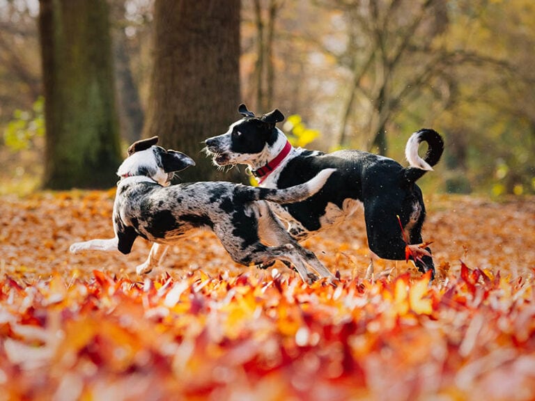 100+ Names for Spotted Dogs: Fun & Unique Options For Your Pet | Hepper ...