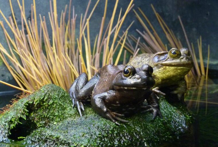 How High Can Frogs Jump? Science-Based Facts & FAQ | Hepper Pet Resources