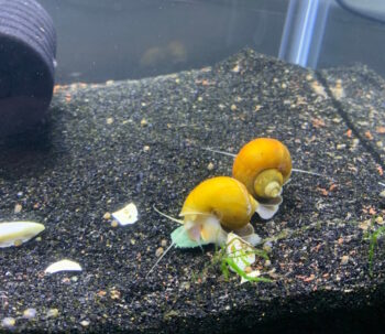 Mystery Snail Eggs: Hatching Tips, Characteristics & Care Guide (Vet ...