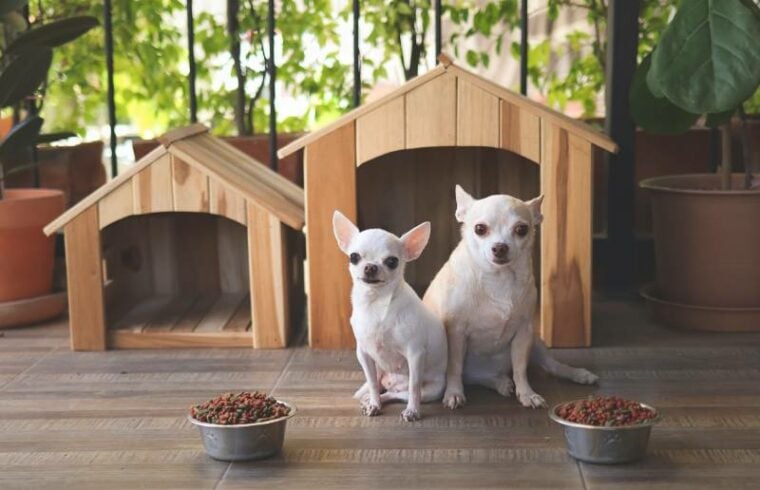 6 Types of Chihuahuas (With Info & Pictures) | Hepper Pet Resources