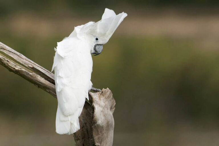 Cockatoo vs. Cockatiel: The Key Differences (With Pictures) | Hepper ...
