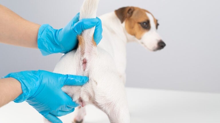 Can Dogs Get Monkeypox? Vet-Reviewed Signs & Facts | Hepper Pet Resources