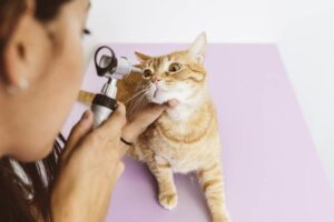 Iris Atrophy in Cats: Signs, Causes, and Treatment | Hepper Pet Resources