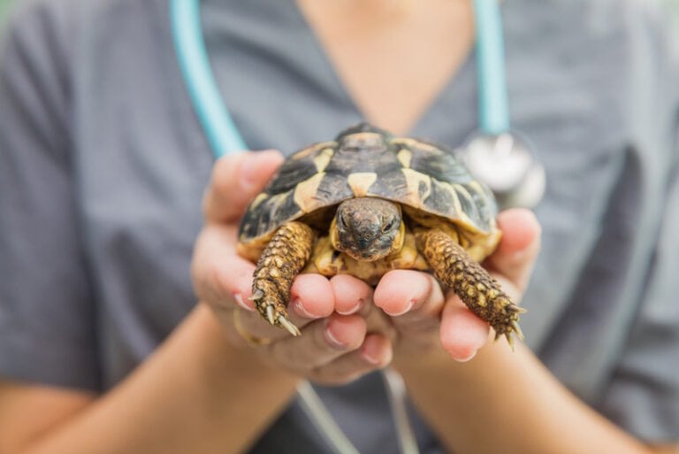 How Hard Is a Turtle Shell? Strength, Reasons & FAQ | Hepper Pet Resources