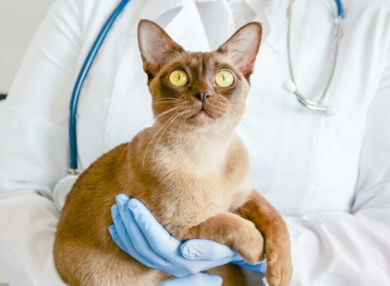 Feline AIDS: Our Vet Explains Signs, Causes, Care & FAQ | Hepper Pet ...