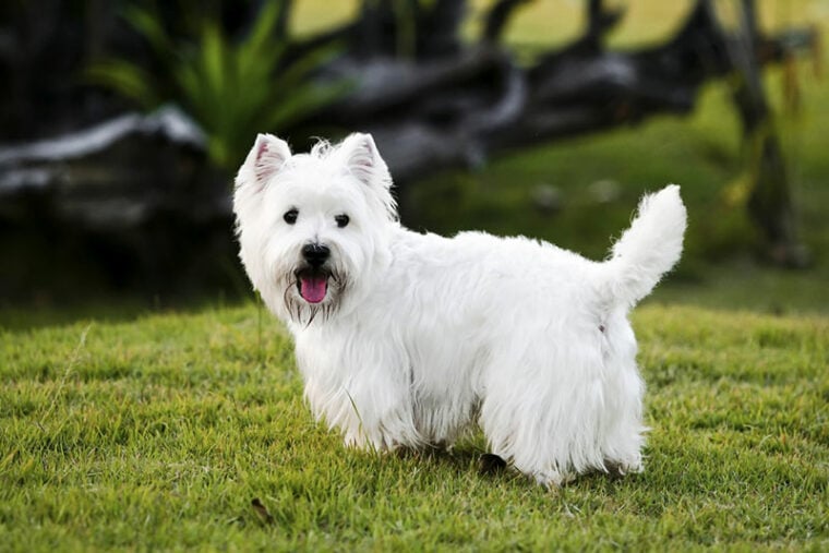 17 Dog Breeds for Hunting Rats & Mice: Info, Pictures, & Traits ...