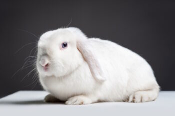 10 White Rabbit Breeds (With Info & Pictures) | Hepper Pet Resources