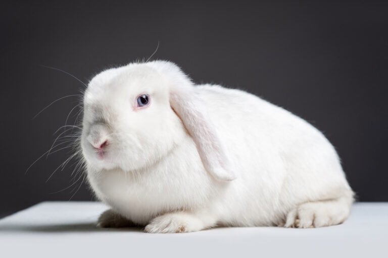 10 White Rabbit Breeds (With Info & Pictures) | Hepper Pet Resources