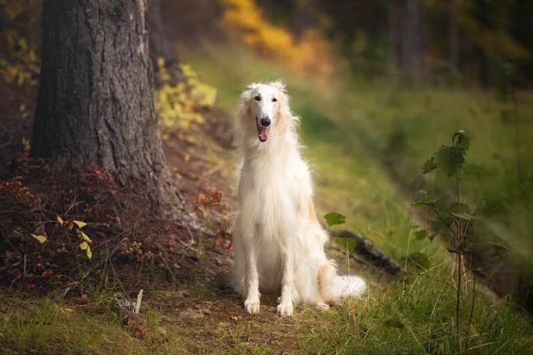 17 Long-Legged Dog Breeds (With Info & Pictures) | Hepper Pet Resources