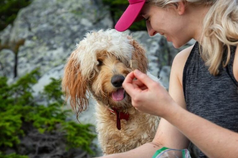 How To Train a Labradoodle: 15 Vet Reviewed Tips | Hepper Pet Resources