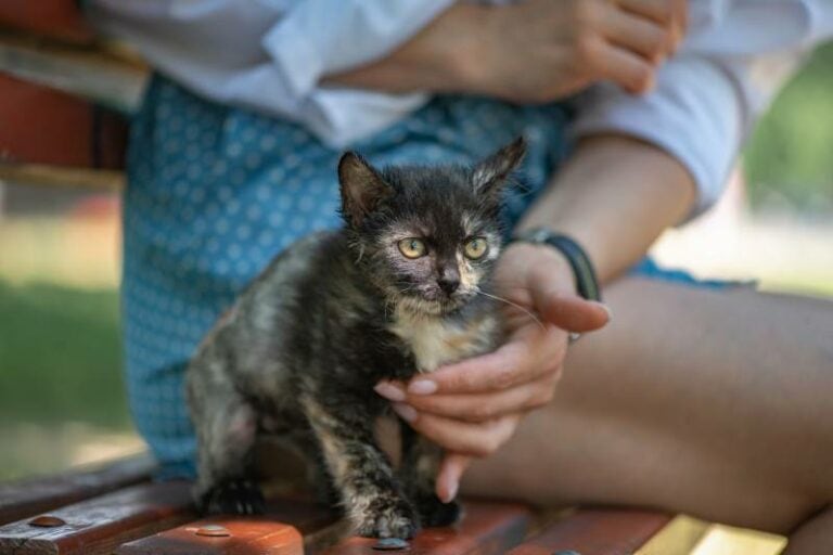 320+ Cat Names That Start With K for Your Kitty | Hepper Pet Resources