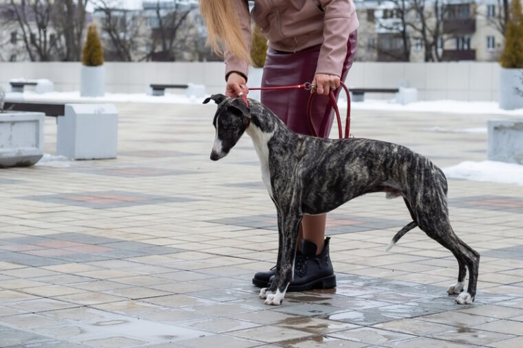 13 Surprising Whippet Facts That Will Amaze You | Hepper Pet Resources