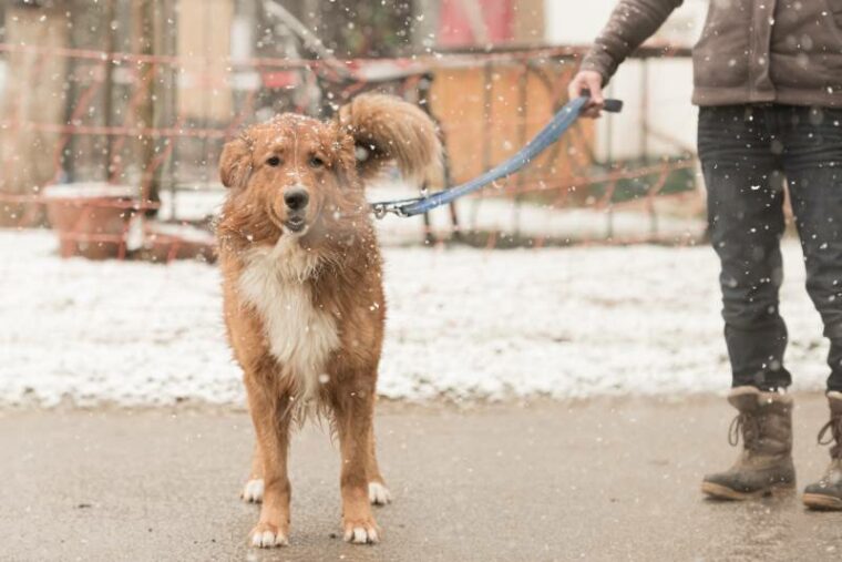 Dog Tail Meanings: Vet-Reviewed Guide to the Different Positions ...