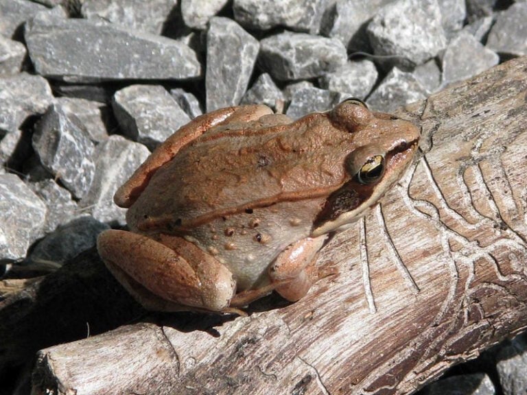 Do Frogs Have Backbones? Vet-Approved Anatomy Explanation | Hepper Pet ...