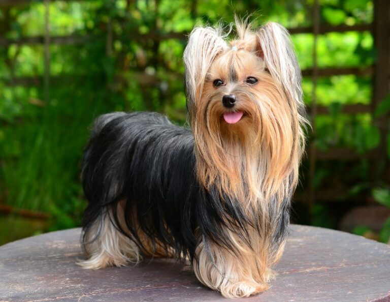 National Yorkie Day 2025: When It Is & How Its Celebrated | Hepper Pet ...