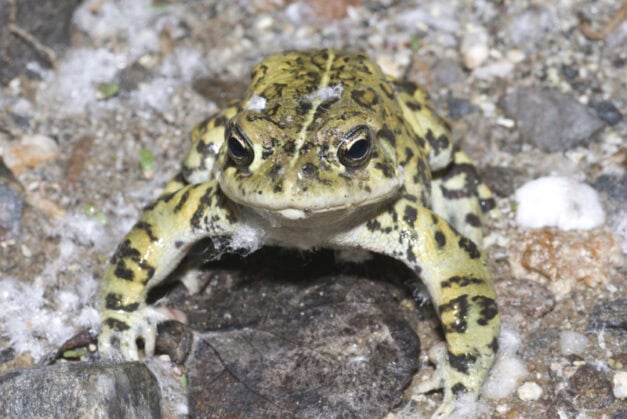 5 Best Pet Toad Species That Are Easy to Look After (Vet-Verified Info ...