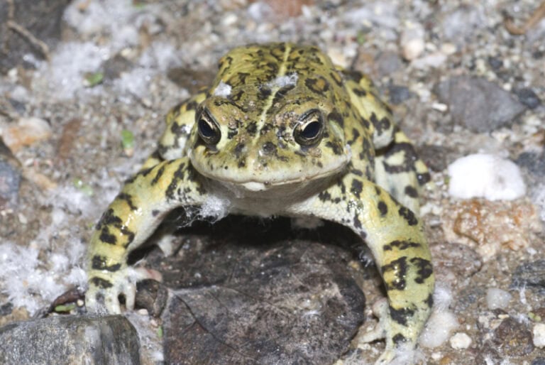 Can You Keep a Toad as a Pet? Vet-Reviewed Species Info & Basic ...