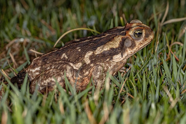 16 Facts About Toads: Appearance, Origin, Singing & More | Hepper Pet ...