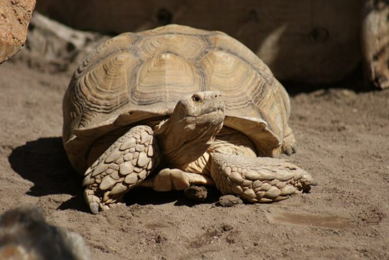 African Spurred (Sulcata) Tortoise Breed Info: Pictures, Facts, Diet ...