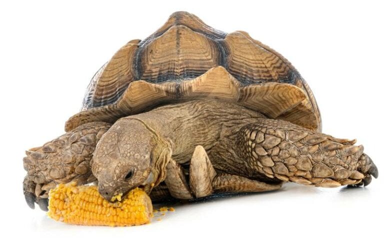 African Spurred (Sulcata) Tortoise Breed Info: Pictures, Facts, Diet ...