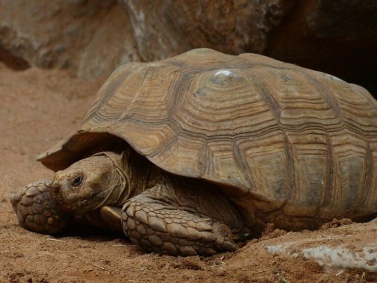 20 Incredible Tortoise Facts: Appearance, Habitat, Diet & More | Hepper ...