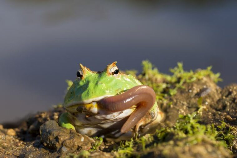 Can Frogs Eat Fish Food? Vet-Verified Nutrition Facts & FAQ | Hepper ...