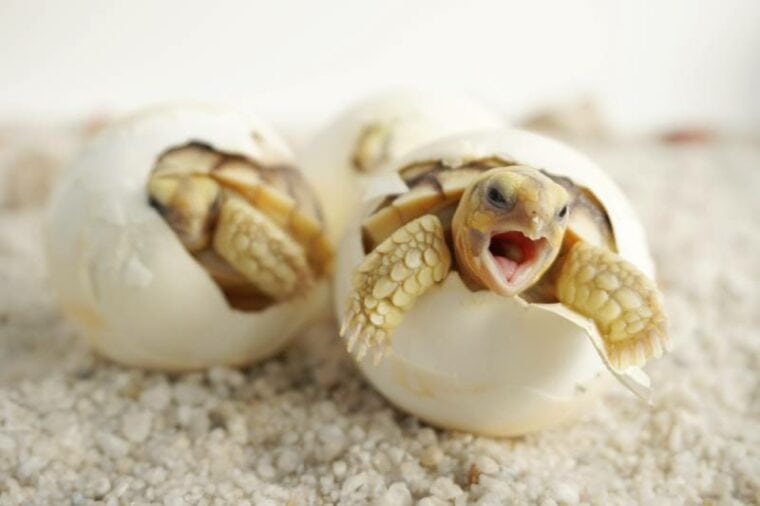 How to Incubate Turtle Eggs: Step-by-Step Guide | Hepper Pet Resources