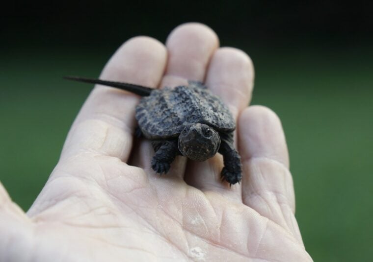 12 Incredible Turtle Facts You'll Be Surprised to Know | Hepper Pet ...