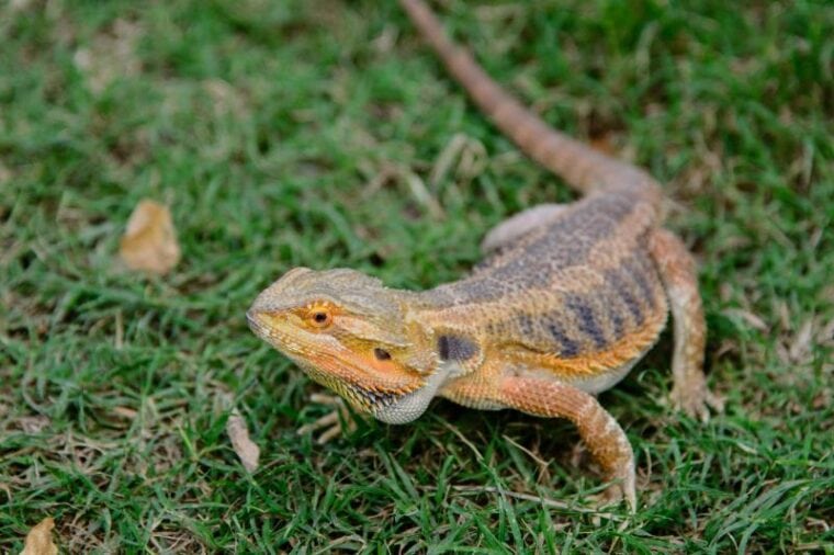Can Bearded Dragons Eat Nightcrawlers? Vet-Reviewed Nutrition Facts ...