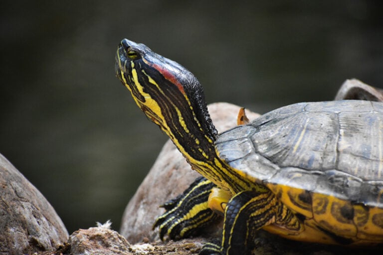 12 Incredible Turtle Facts You'll Be Surprised to Know | Hepper Pet ...