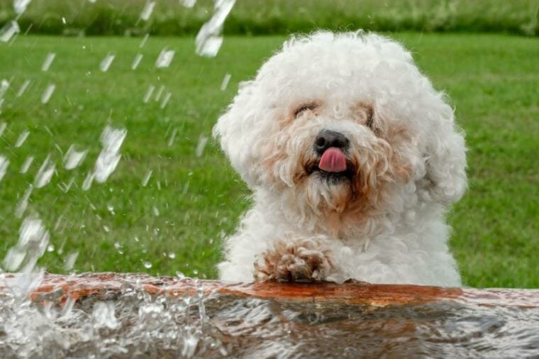 Why is My Dog's Poop Dry and Powdery? 9 Vet-Reviewed Reasons | Hepper ...