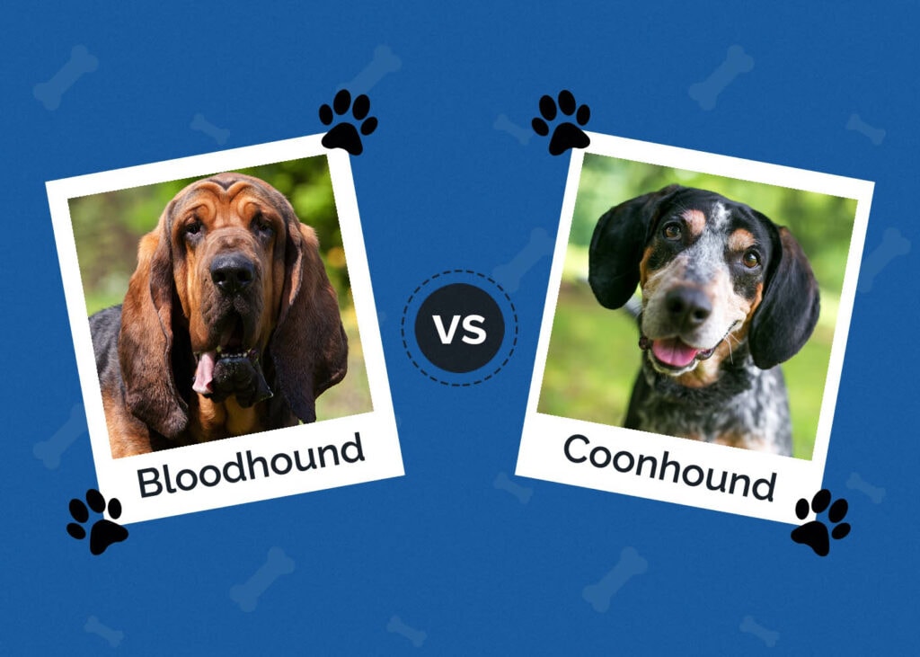 Bloodhound vs Coonhound: Differences Explained (With Pictures) | Hepper ...