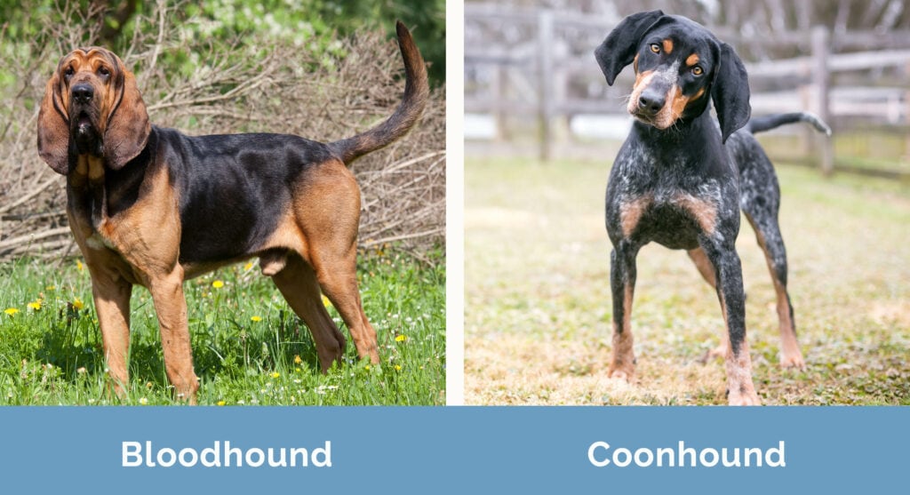 Bloodhound vs Coonhound: Differences Explained (With Pictures) | Hepper ...