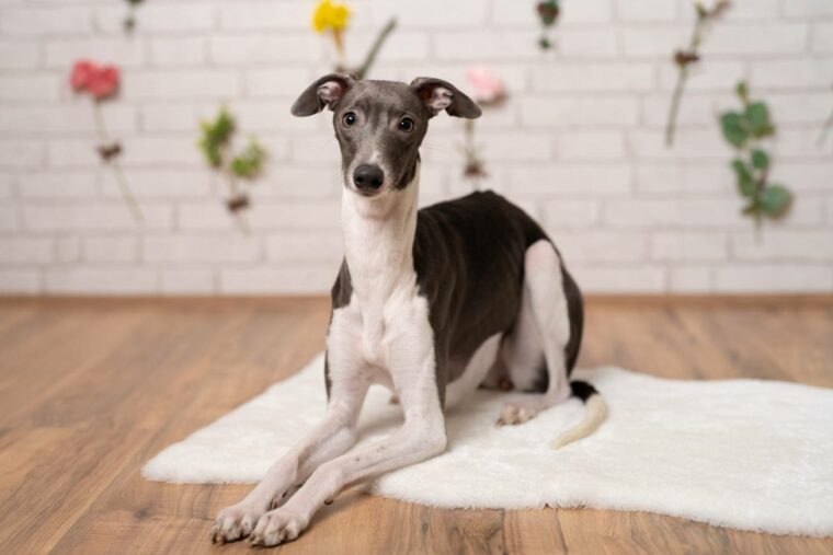 12 Whippet Colors & Markings (With Pictures) | Hepper Pet Resources