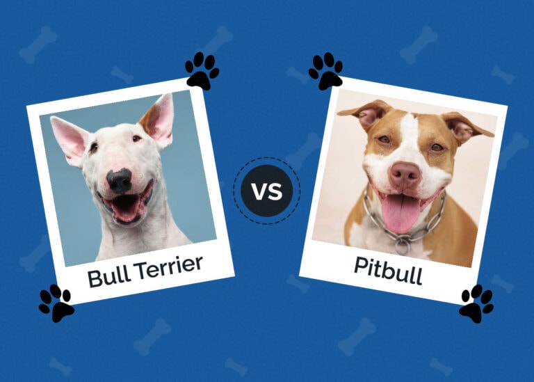 Bull Terrier vs Pitbull: The Key Differences (With Pictures) | Hepper ...