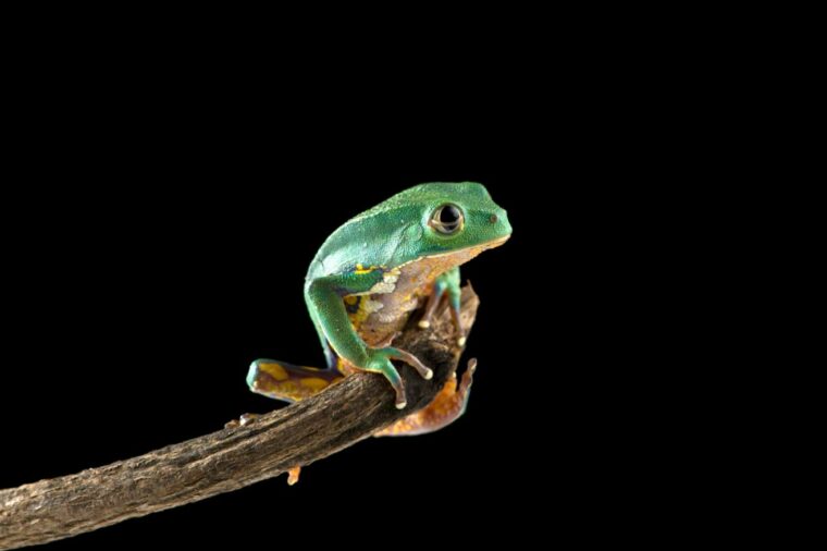 Do Frogs Have Ears? Vet-Verified Anatomy Information | Hepper Pet Resources