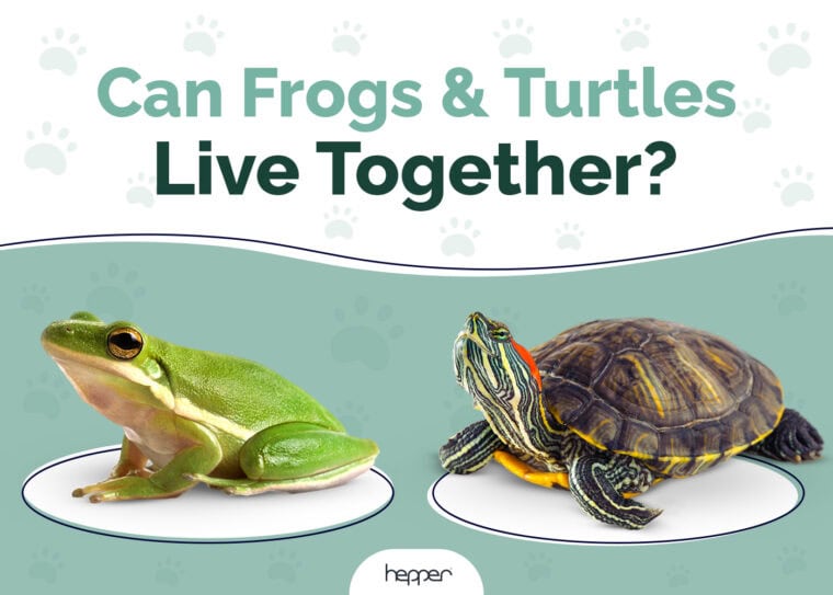 Can Frogs and Turtles Live Together? Risks & Considerations | Hepper ...