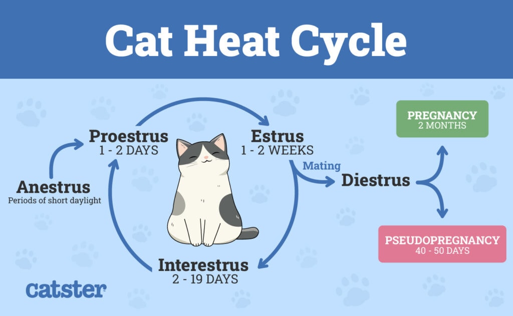 When Do Cats Go Into Heat After Giving Birth? Our Vet Explains | Hepper ...