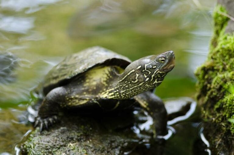 The Significance of Turtles in Chinese Culture: History & Feng Shui ...