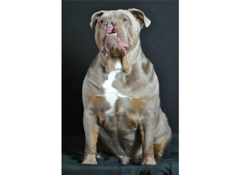 Cleft Palate in Dogs: Signs, Causes & Care (Vet Answer) | Hepper Pet ...