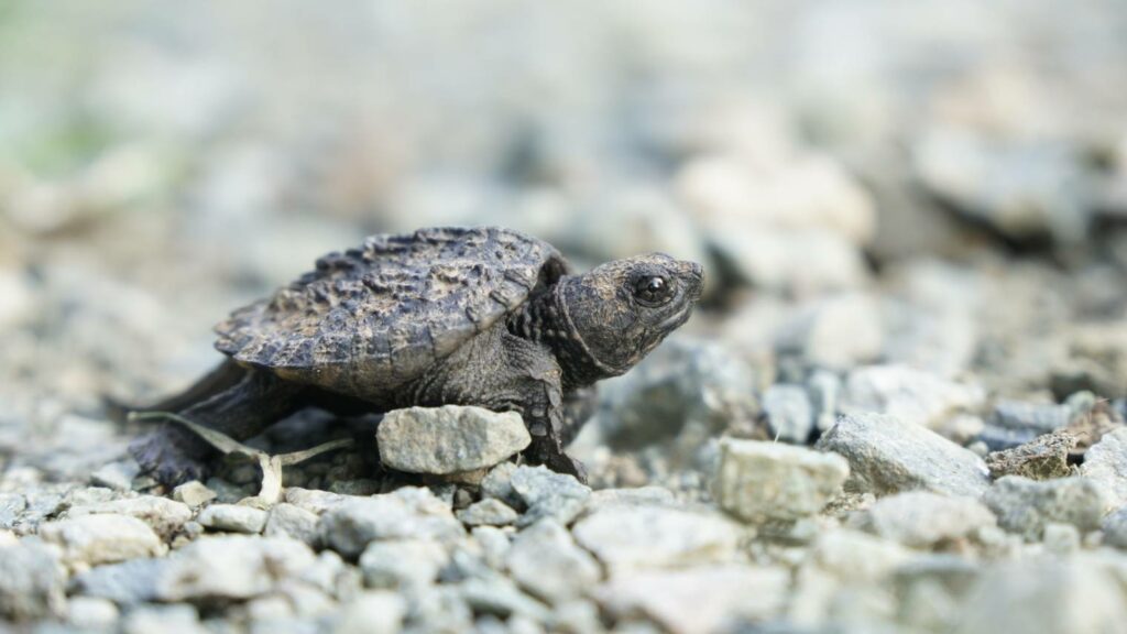 Common Musk Turtle: Pictures, Facts, Diet & Care Guide | Hepper Pet ...