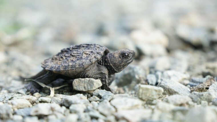 Common Musk Turtle: Pictures, Facts, Diet & Care Guide | Hepper Pet ...
