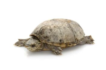 Common Musk Turtle: Pictures, Facts, Diet & Care Guide | Hepper Pet ...